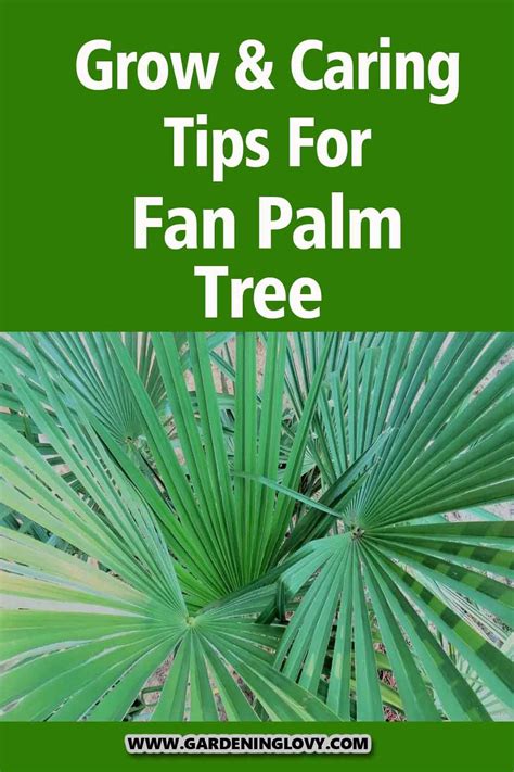 17 Fan Palm Tree Care And Grow Tips Livistona Chinensis Artofit