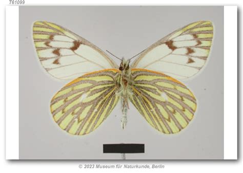 Phulia Mercedis Macrodice Type Specimens