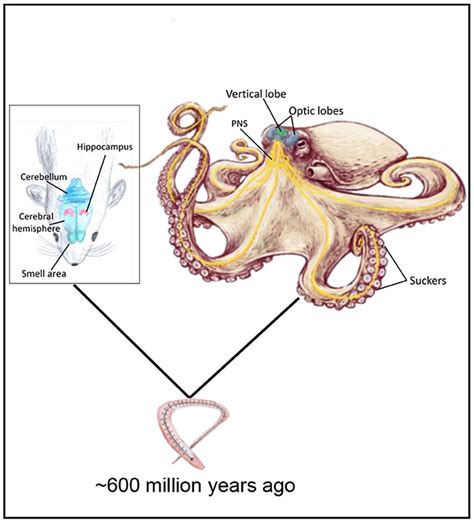 Octopus Nervous System Diagram