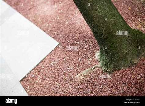 Gravel At Base Of Tree Trunk Stock Photo Alamy