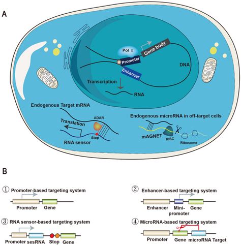 Genetic Approaches For Neural Circuits Dissection In Non Human Primates