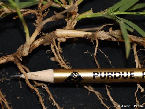 Purdue Turf Tips Weed Of The Month For August 2013 Is Common Bermudagrass