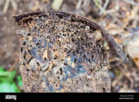 Ants Crawling In The Old Wooden Tree Stump Stock Photo Alamy