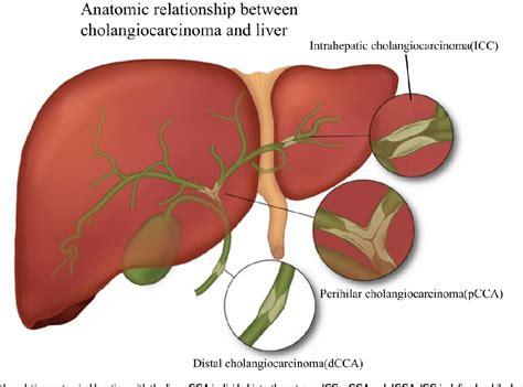 Figure 2 From Tumor Microenvironment And Its Implications For Antitumor Immunity In Figure 2 From Tumor Microenvironment And Its Implications For Antitumor Immunity In