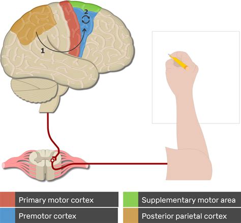 Premotor Cortex