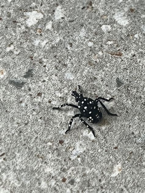 Early Stage Spotted Lanternfly Nymph Spotted Going For A Stroll R Insects