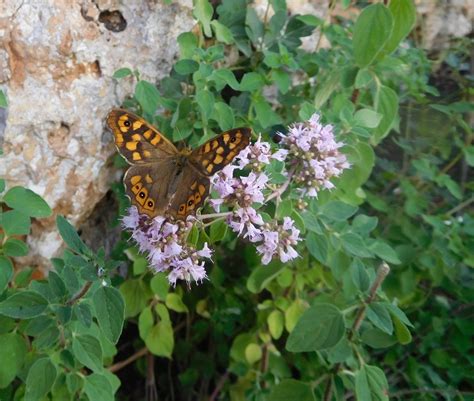 Oregano Groundcover And Herb Gardening With Soule