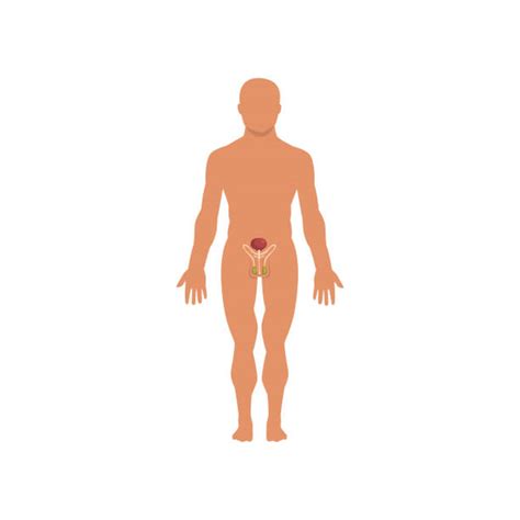 1100 Human Male Reproductive System Stock Illustrations Royalty Free