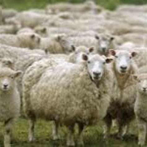 Stream A Rod Ricky Roy For The Sheep By Rick James Mccord Listen