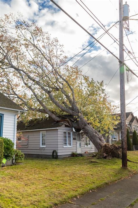 Wind Storm Fallen Treee In Everett Wa Neighborhood Editorial Stock Image Image Of Washington