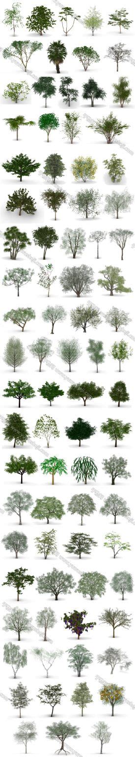 犀牛Rhino景观模型常绿乔木行道树造型树点景树3d植物配景 艺术设计日志 于物设计