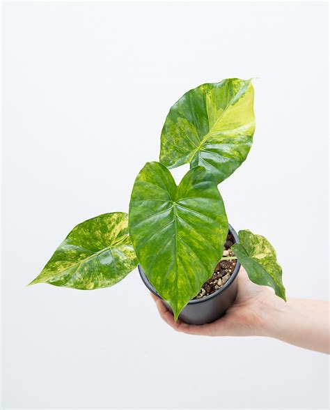 Alocasia Gageana Aurea Variegata Online Kaufen Farnwerk Design Lebt