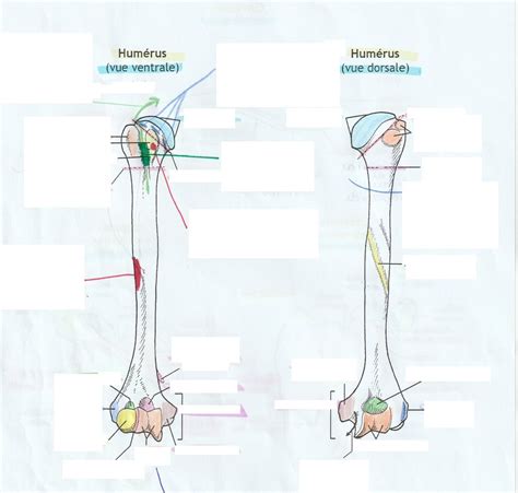 Osteologie Du Membre Superieur Diagram Quizlet