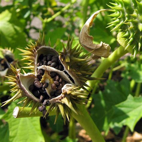 Jimson Weed Datura Stramonium Seeds