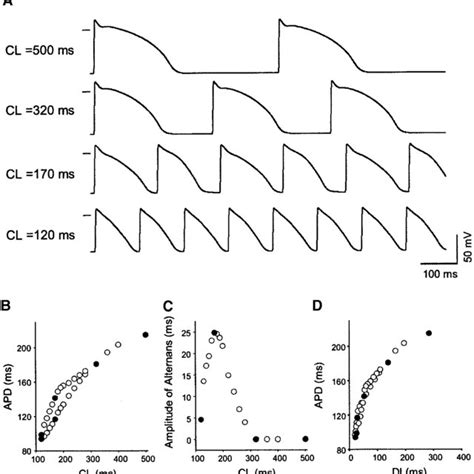 Selected Action Potentials Used As Waveforms For The Action Potential Download Scientific