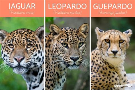 Diferencias entre jaguar leopardo y guepardo GUÍA COMPLETA