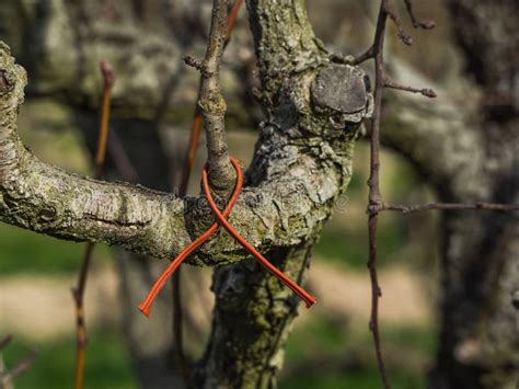 Pheromone Diffusing Insecticidal Control By Interfering With Mating