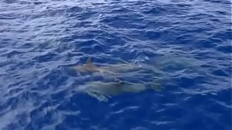 Out On The Boat The Couple Watch Some Sea Life Then Have Good Sex Xxx