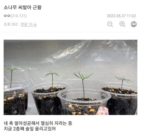 소나무 씨발아  유머 움짤 이슈 에펨코리아