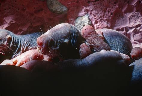 Extra Egg Cells Maintain Fertility — Biological Strategy — Asknature