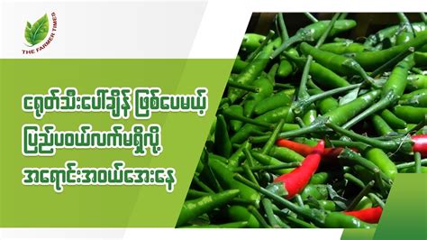 ပြည်ပစျေးကွက် မရှိလို့ ငရုတ်သီးစျေးကွက် အရောင်းအဝယ် အေးနေ Youtube
