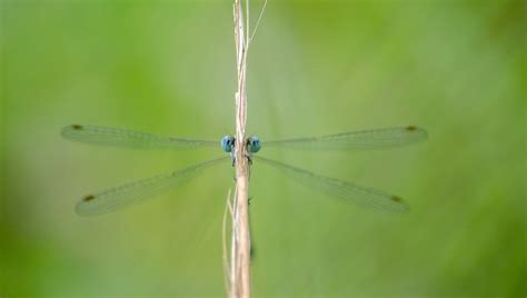 Damselfly Insect Macro Free Photo On Pixabay Pixabay