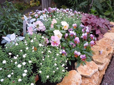 小さな花壇で育てる冬～春の花5選 花壇 レイアウト 花壇 花の植え付け