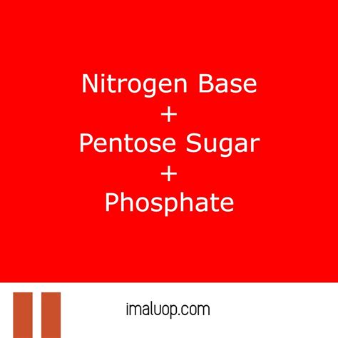 Nucleic Acids Structures Properties And Functions
