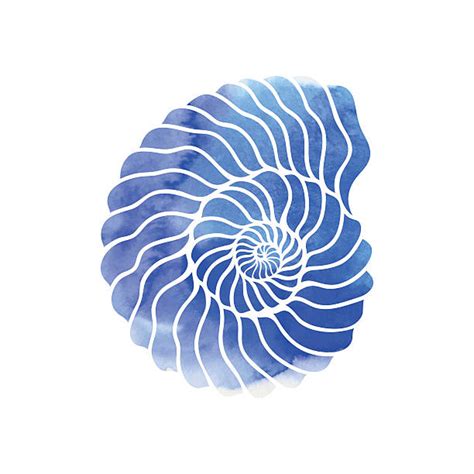 Best Conch Shell Illustrations Royalty Free Vector Graphics And Clip Art