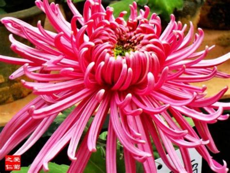喜欢菊花，不如养盆“菊之珍品”，花开艳丽，适合盆栽养