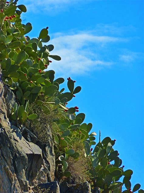 Cultivo Y Cuidados Del Nopal