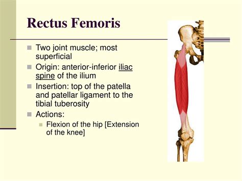 Ppt The Hip Joint Powerpoint Presentation Free Download Id1300984