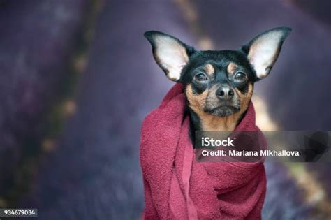 재미 있는 강아지 목욕 후 수건에 개 아주 개 초상화 근접 촬영 배경 라벤더 필드 텍스트에 대 한 공간에서 스파 절차의 채택의 개념 0명에 대한 스톡 사진 및 기타 이미지