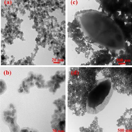TEM Of The A Naked MNPs B PEI Coated MNPs C Naked MNPs With S