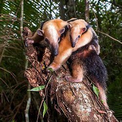 Tamanduá Mirim Tamandua Tetradactyla Southern Tamandua