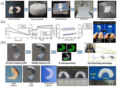 Molecules Free Full Text Three Dimensional Bioprinting Of Decellularized Extracellular