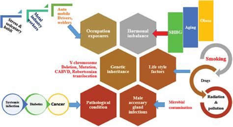 List Of Various Factors Affecting Male Fertility Download Scientific