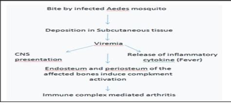 Figure 3 From Chikungunya Virus Pathogenesis A Global Bioterrorism For Public Health Semantic