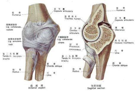 尺骨鹰嘴骨折多图 39医疗图集 39健康网