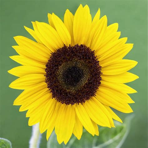 Thompson And Morgan Sunflower Helianthus Annuus Carmel F1 Seed Packet
