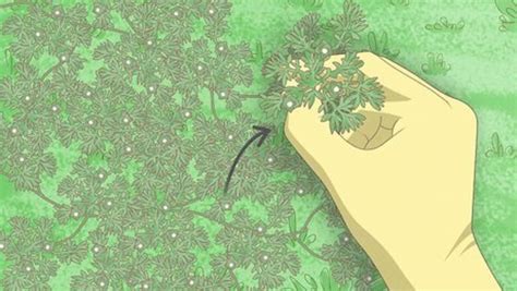 9 Effective Ways To Get Rid Of Stickers In Your Yard