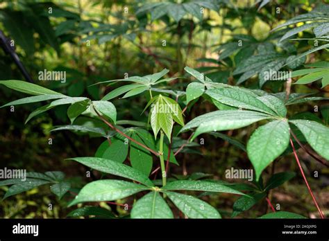 Tapioca Plant Cassava Manioc Scientific Name Is Manihot Esculenta