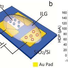 Sketch Of Electric Double Layer Transistor Geometry Formed By Using Download Scientific Diagram