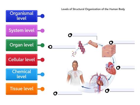 Levels Of Structural Organization Of The Human Body Diagram Labelled