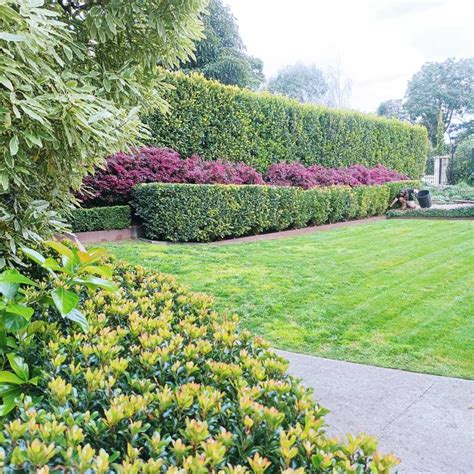 Hedge Trimming And Pruning Melbourne Victoria Must Have Maintenance