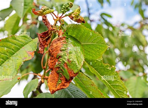 Disease Of Leaves And Trunks Of Fruit Trees Aphids And Their Control
