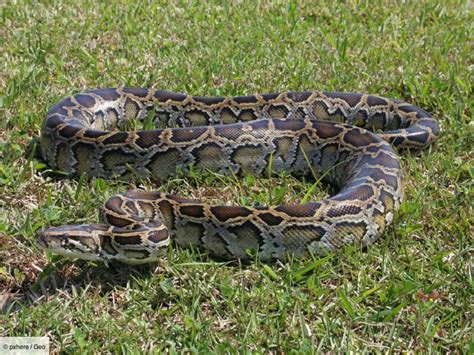 En Floride Des Températures Glaciales Forcent Un Python Géant Invasif à Régurgiter Un Cerf Entier