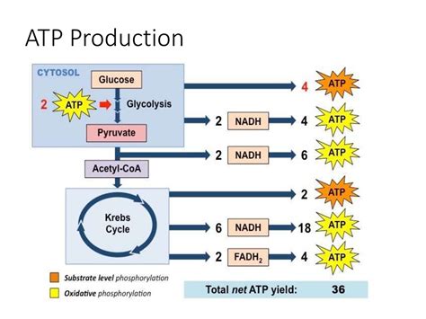 ATP – Structure & Function/ Anaerobic and Aerobic Respiration Mitochondria Structure and ...