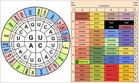 Codul Genetic Caracteristicile Codului Genetic