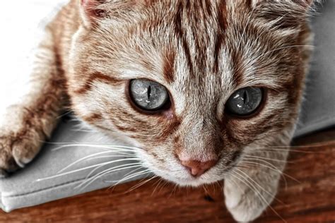 Feline Calicivirus Symptoms And Treatment